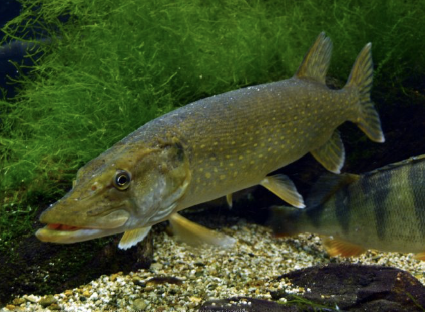 Grand brochet - Les amis du marais